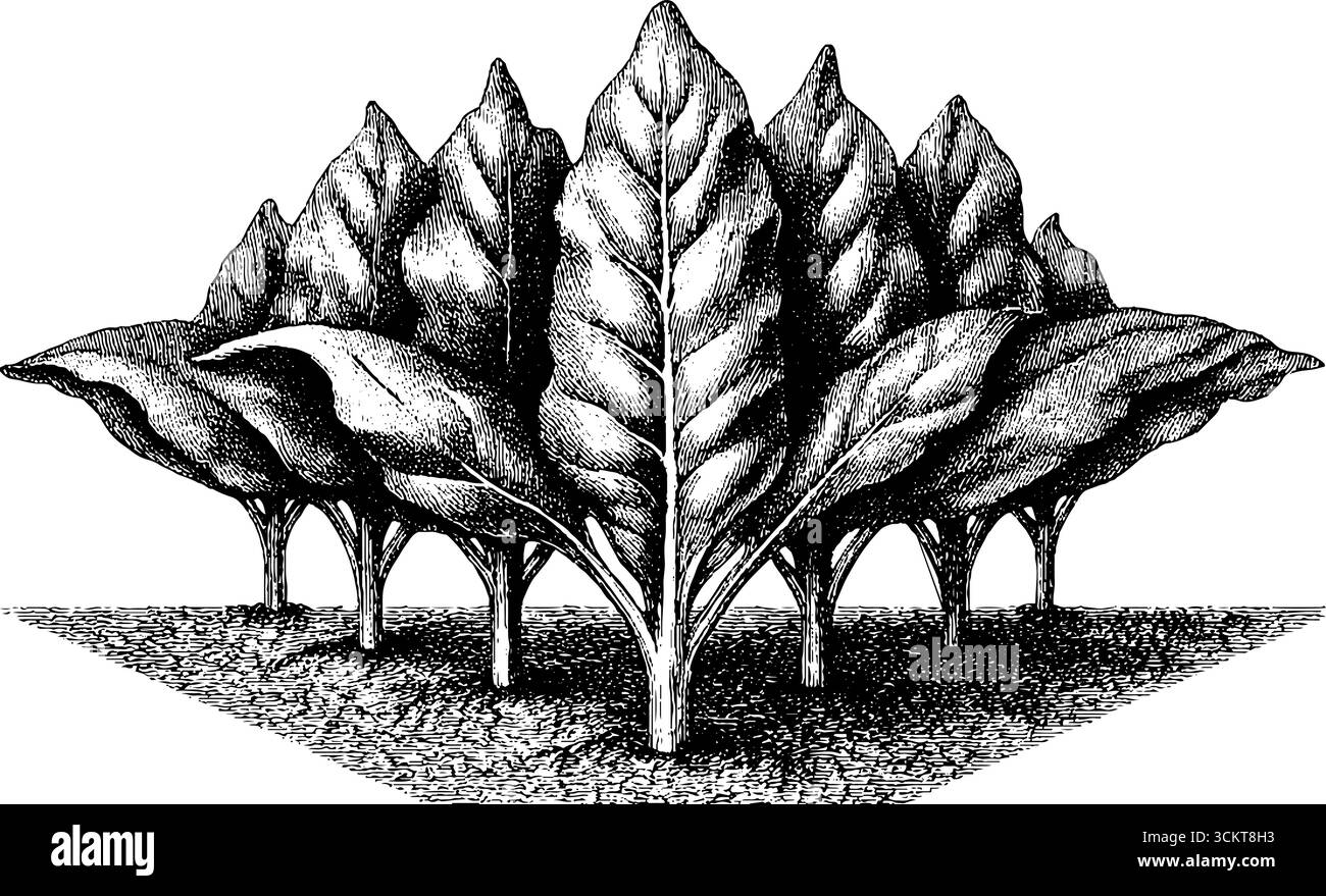 Vintage engraving of seed packet with planting row for botanical art ...