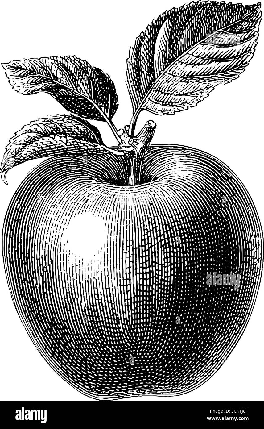 Artistic shading Cut Out Stock Images & Pictures - Alamy