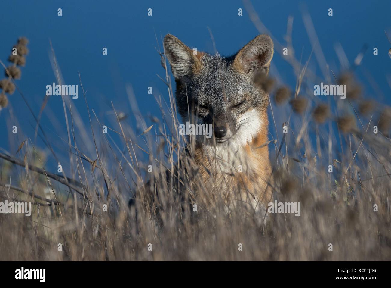 Cute and furry Island Fox feeling the sun with closed eyes while ...
