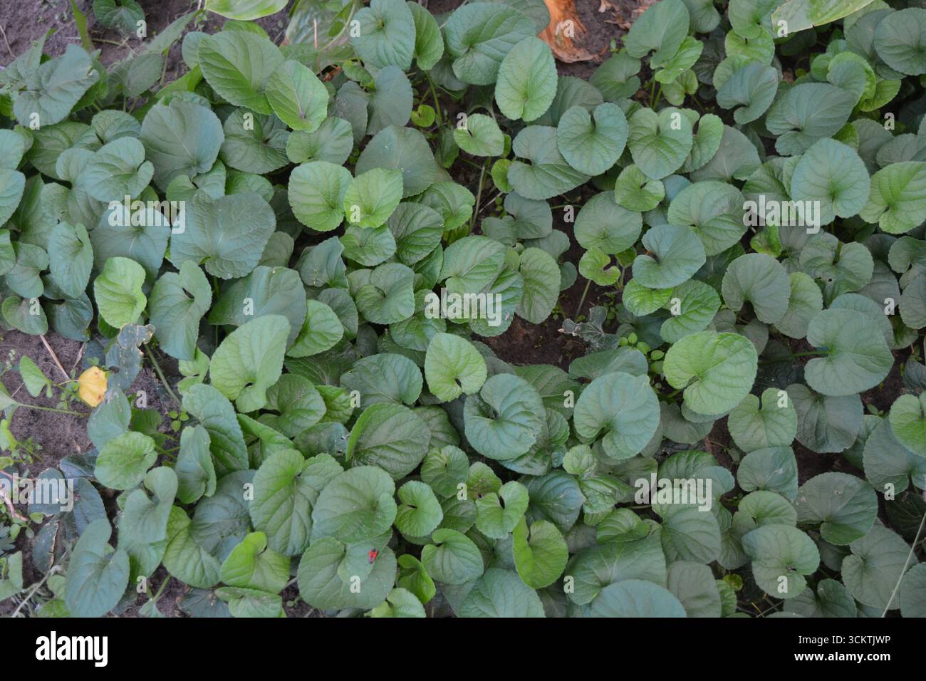 A beautiful, wonderful background of small, dark green leaves of forest ...