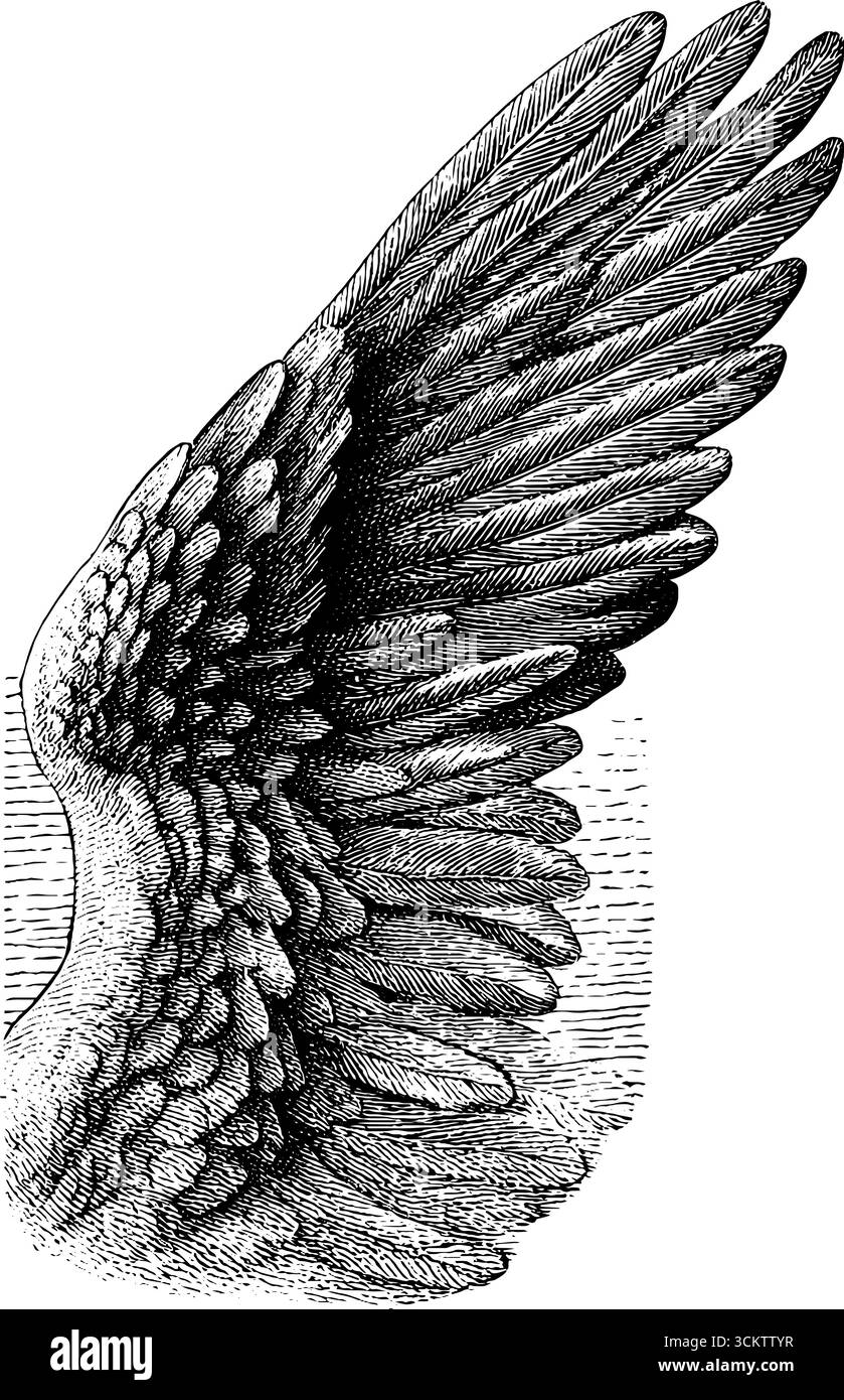 Fine line detailing hi-res stock photography and images - Alamy