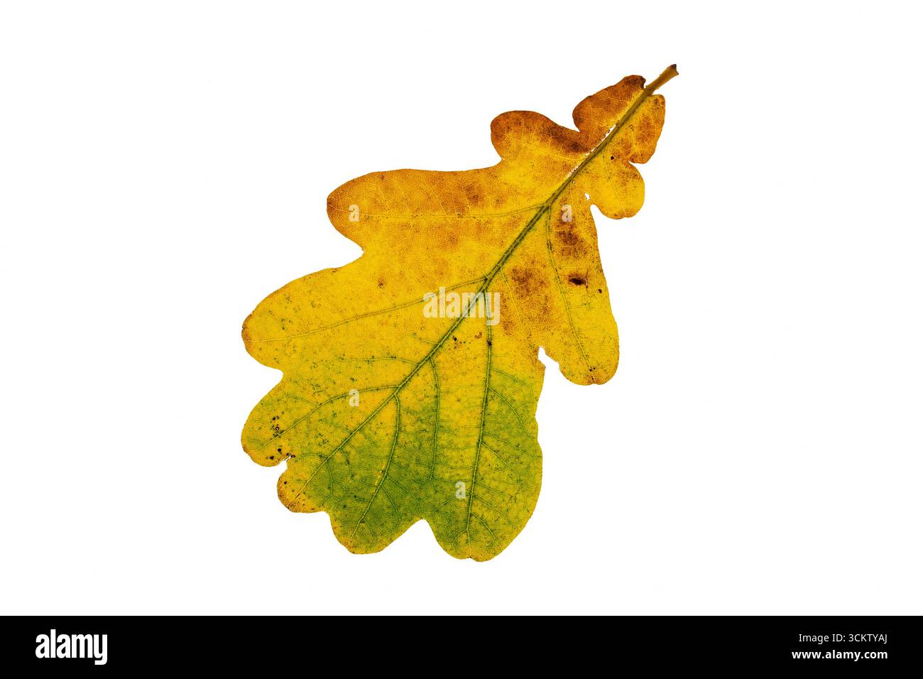 Pedunculate oak Quercus robur individual leaf on lightbox Ringwood ...
