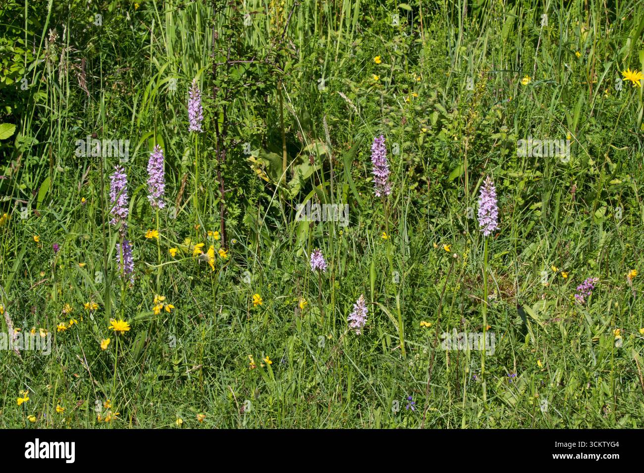 Common spotted orchid Dactylorhiza fuchsii in chalkland wildflower ...