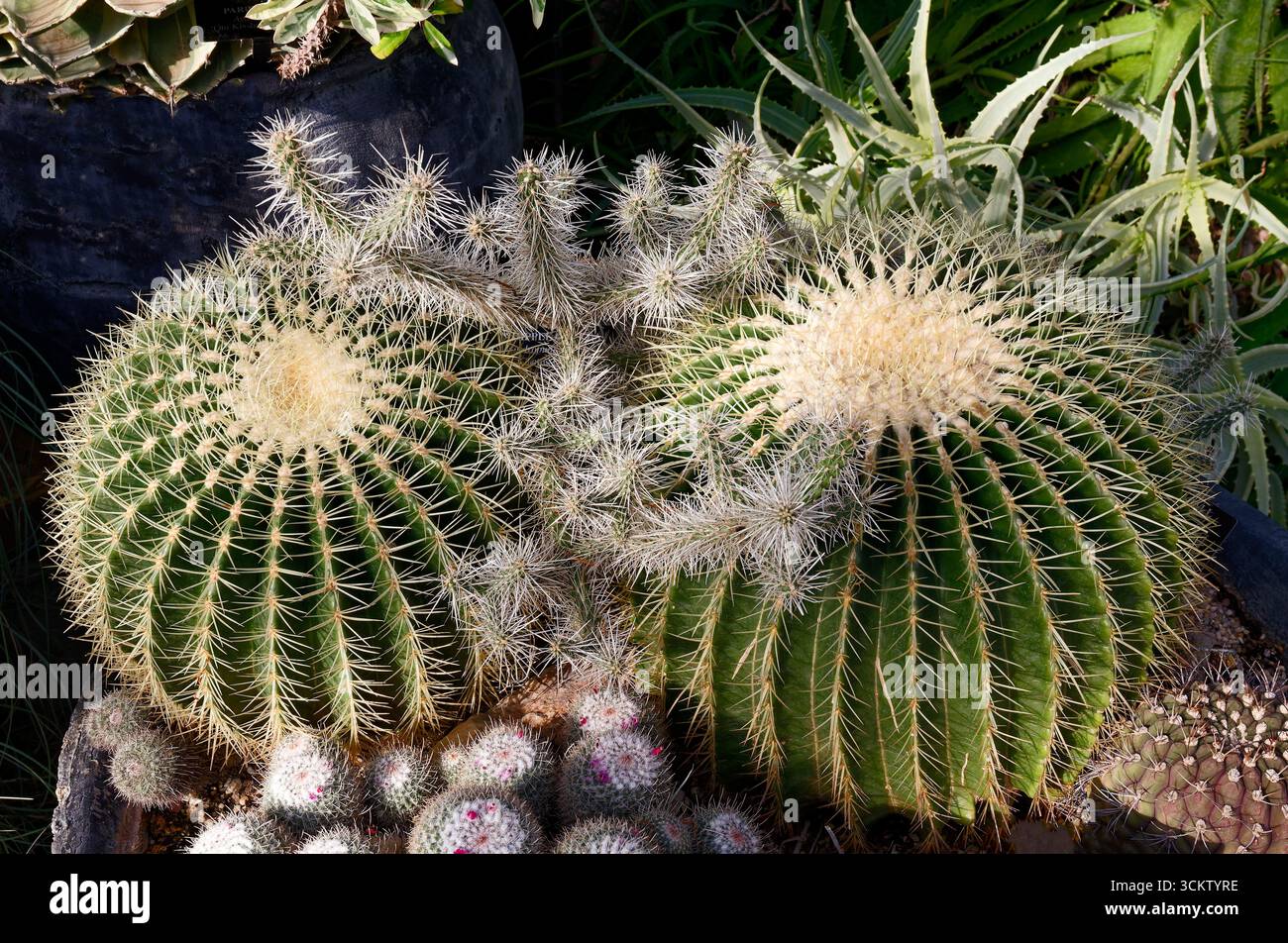 Cacti, varied types, spines, arid, close-up, cactus plants, nature ...
