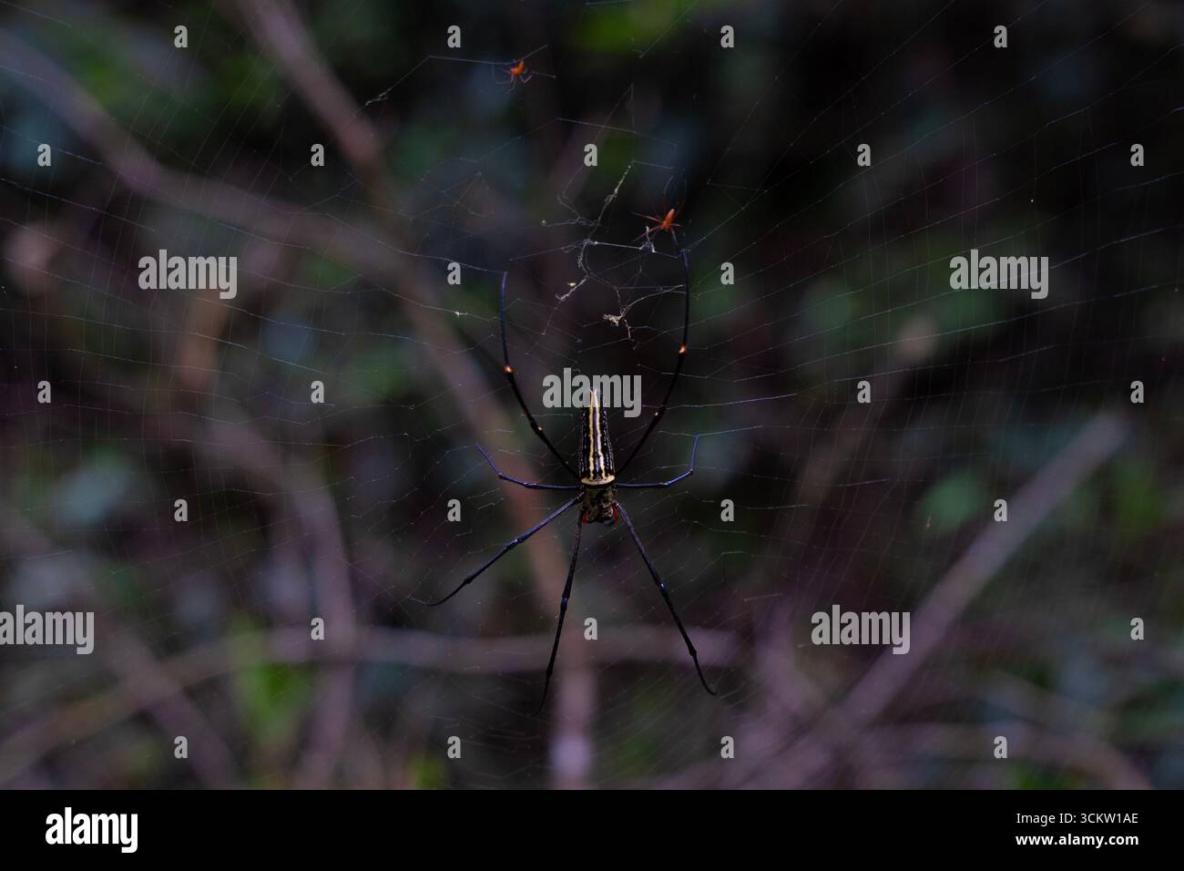 Close-up of the Giant Golden Orb-Web Spider (Nephila pilipes) in Sri ...