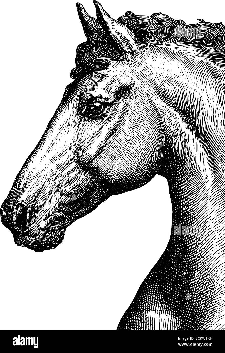 Medallion head Black and White Stock Photos & Images - Alamy