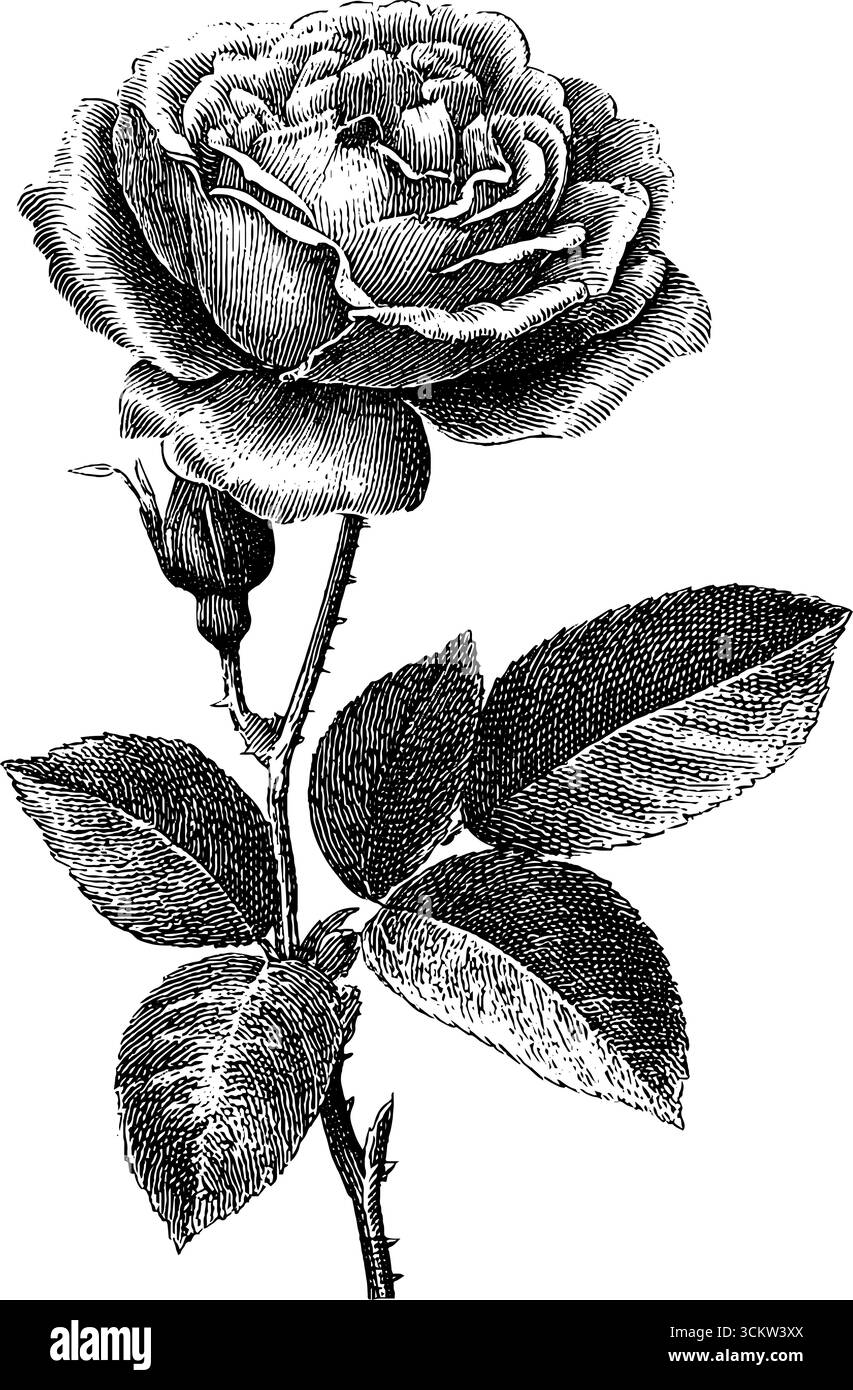 Mystic rose Black and White Stock Photos & Images - Alamy