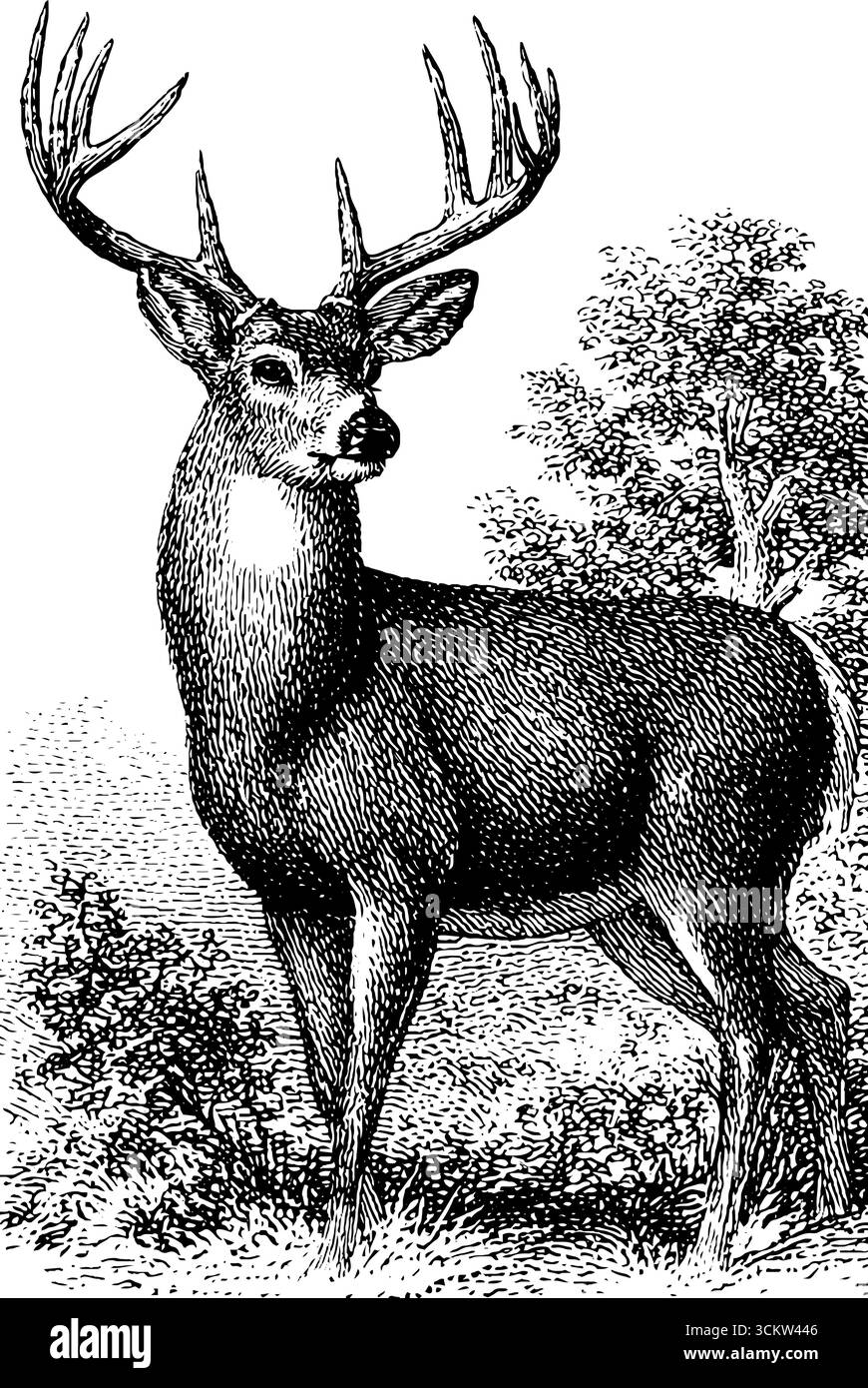 Vintage style engraving Black and White Stock Photos & Images - Alamy