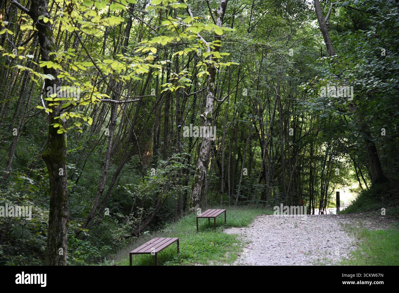 gentle walk in to the forest Stock Photo - Alamy