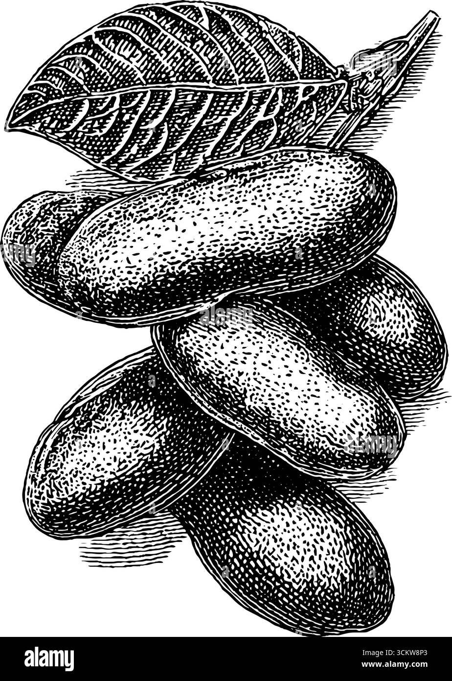 Bean variety Black and White Stock Photos & Images - Alamy