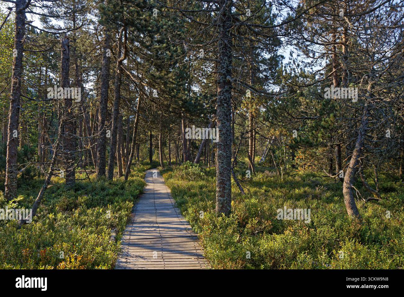 Path around the bog of Protected Area of Lac Luitel Stock Photo - Alamy