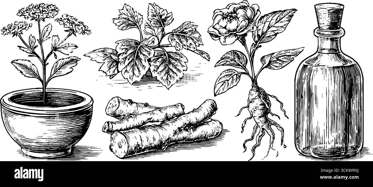 Medieval botanical Cut Out Stock Images & Pictures - Alamy