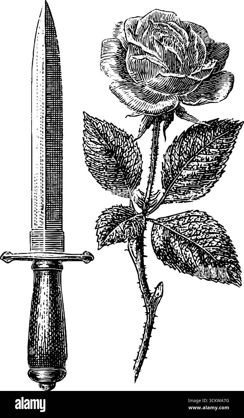 Dagger and rose in vintage engraving style with pencil detailing ...