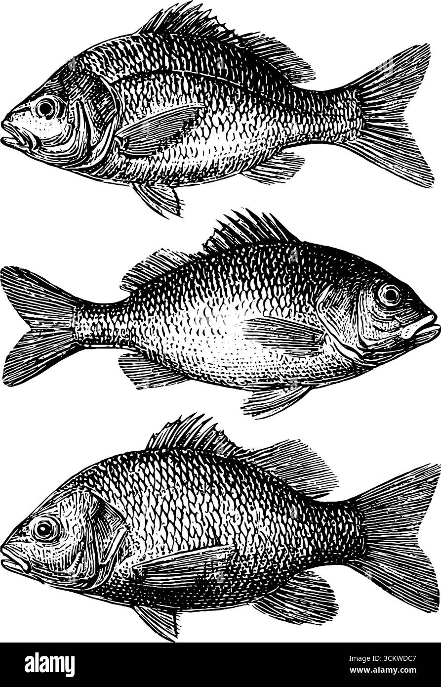 Vintage engraving of fish on board with antique aesthetic for design ...