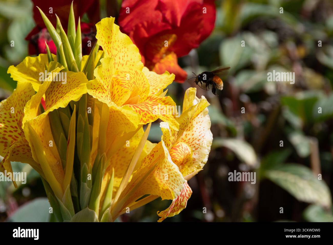 Bumblebee (bombus sp.) flying near a vibrant yellow spotted canna lily ...