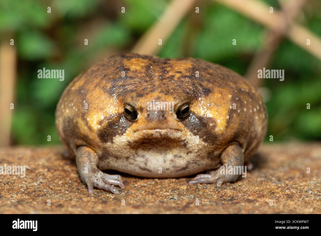 A cute Bushveld rain frog (Breviceps adspersus), also known as the ...