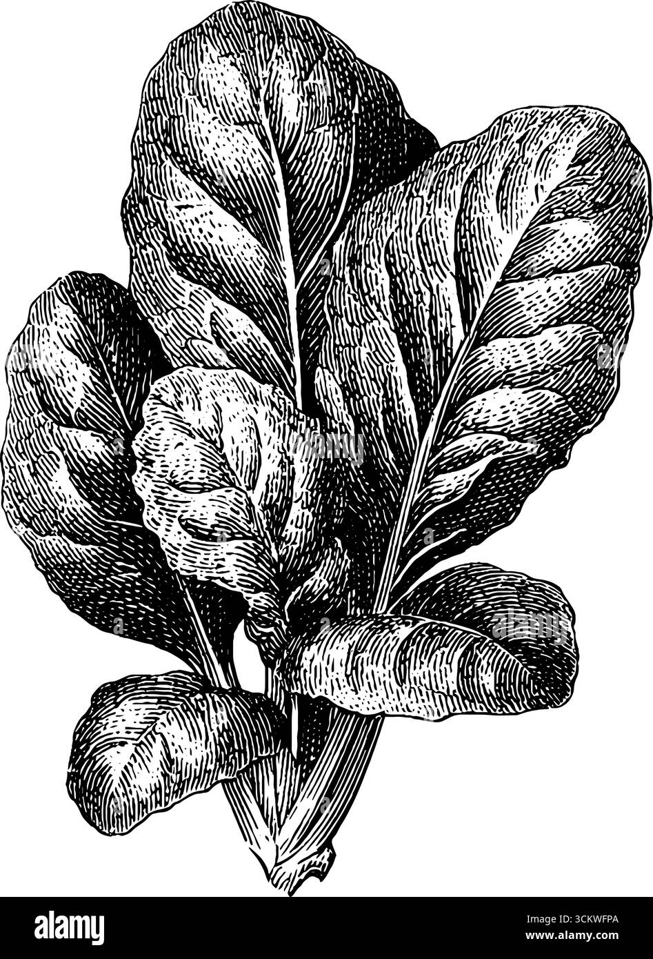 Greens wrap Black and White Stock Photos & Images - Alamy