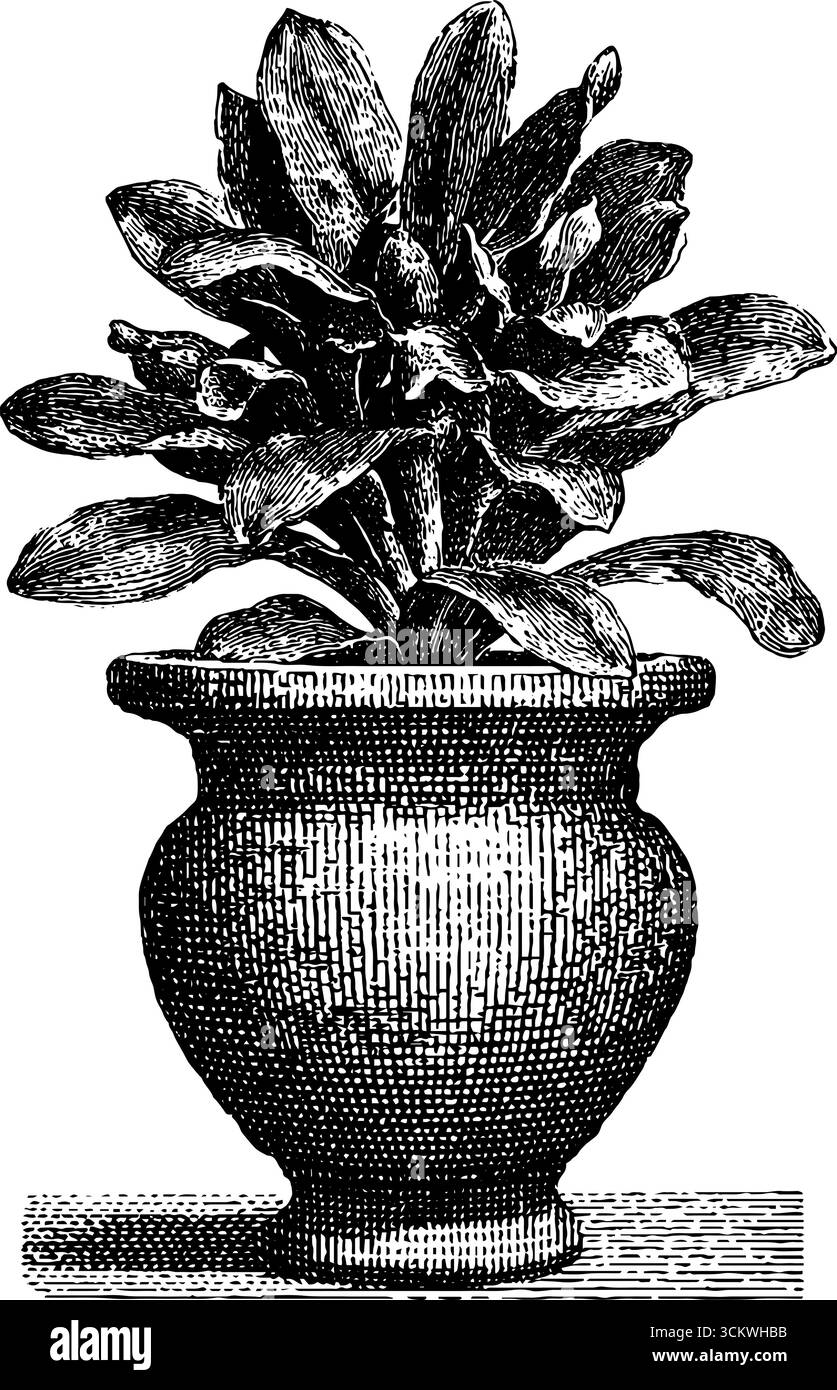 Intricate vintage engraving of plant in ceramic pot for classical ...