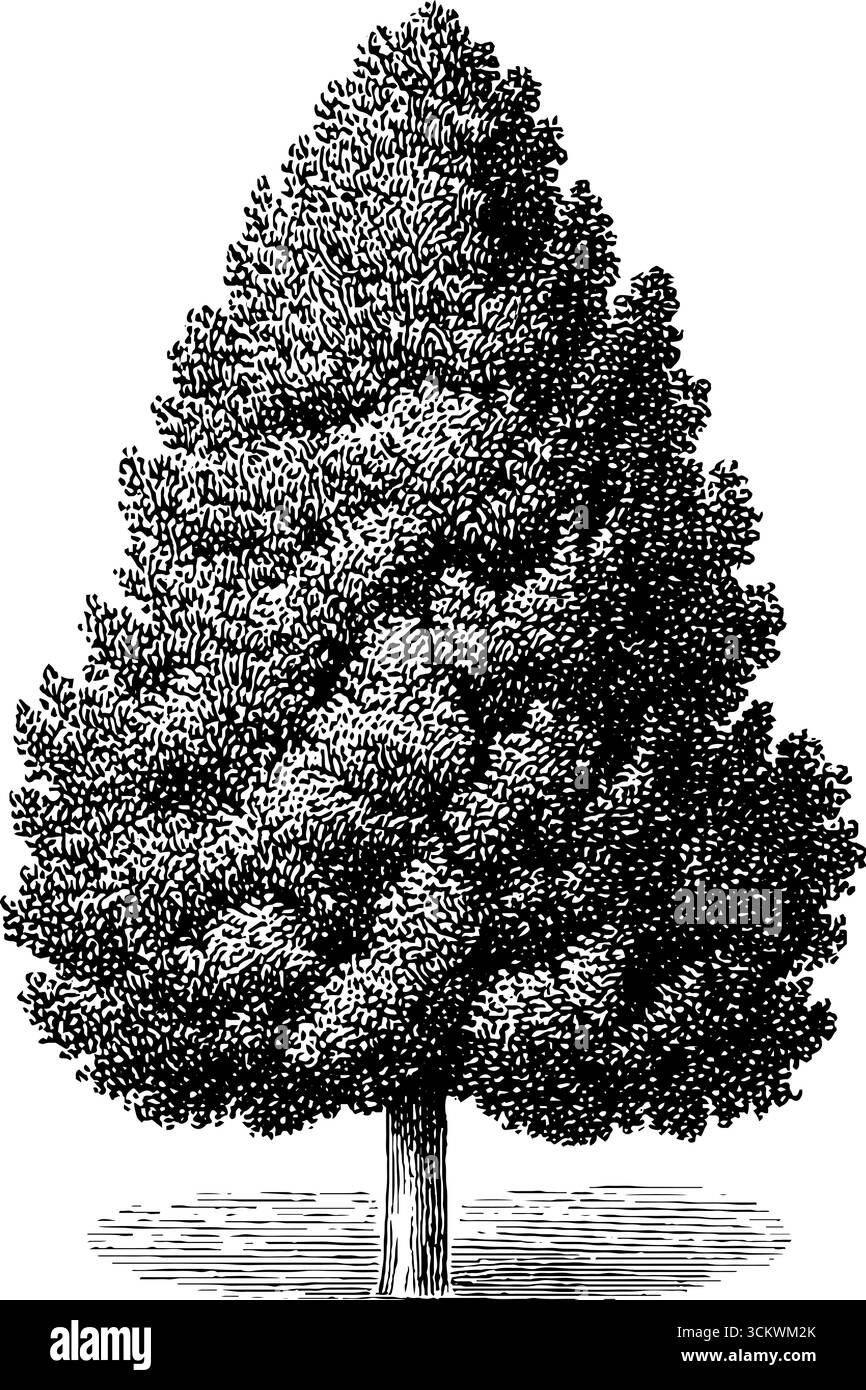 Vintage tree engraving with geometric lattice detail in filigree style ...