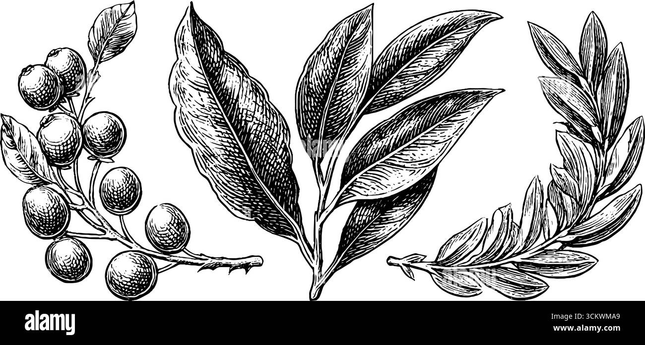 Vintage rotated leaf pattern hi-res stock photography and images - Alamy