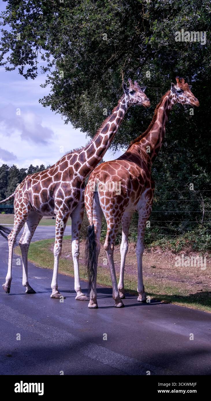 African giraffes cross road hi-res stock photography and images - Alamy