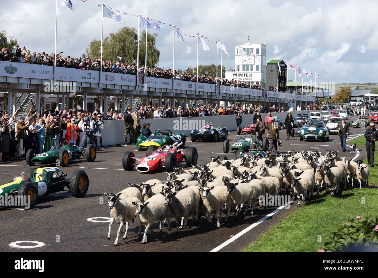 A flock of sheep take to the track to honour former racing driver and ...