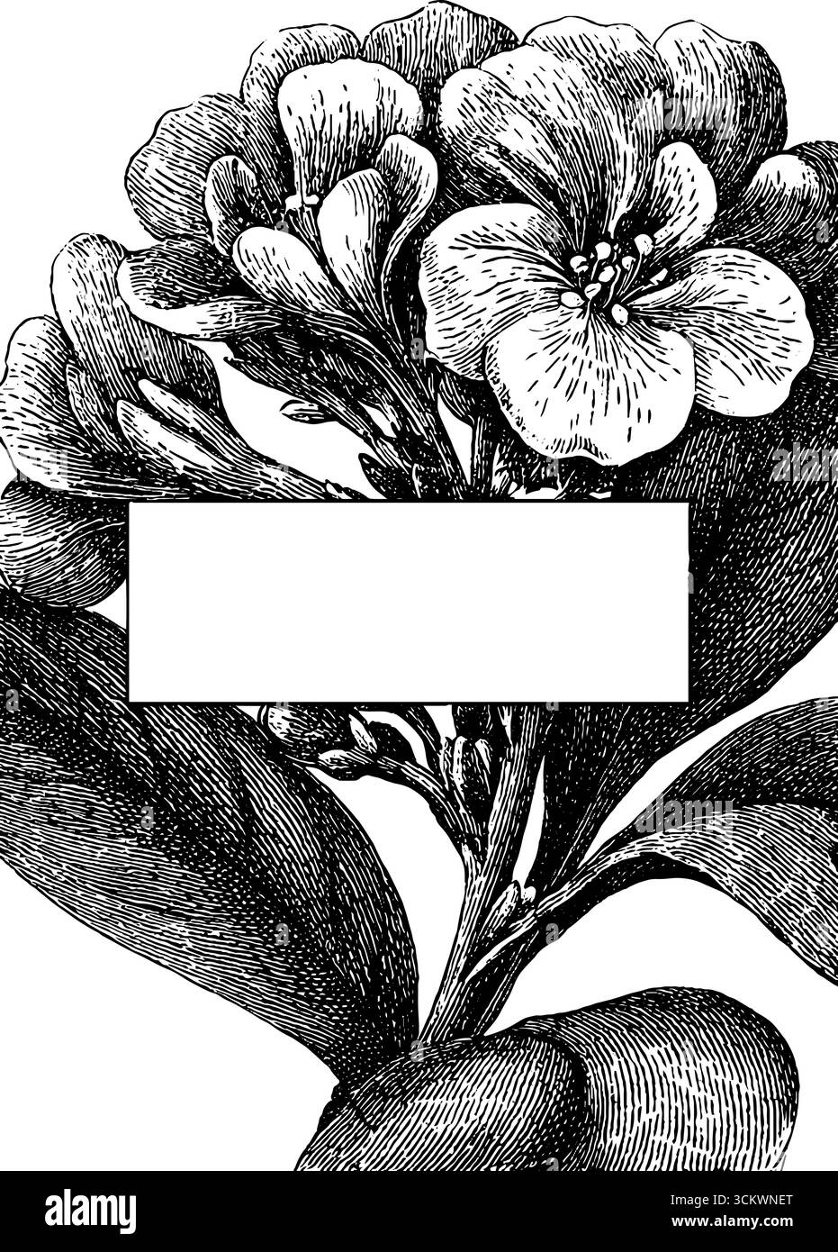 Recipe card template drawing Black and White Stock Photos & Images - Alamy