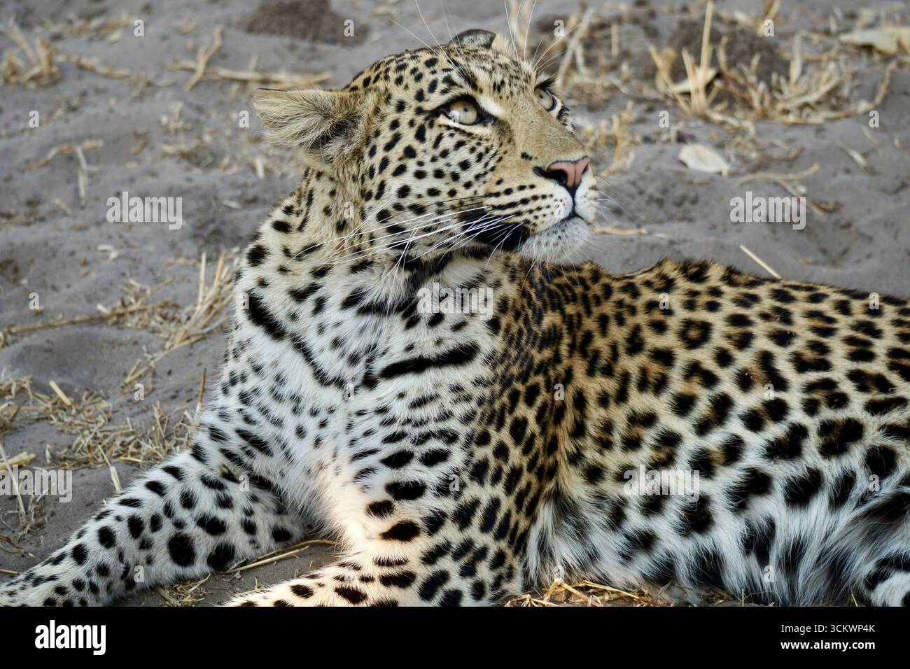 african Leopard in Botsawana looking into the sky Stock Photo - Alamy