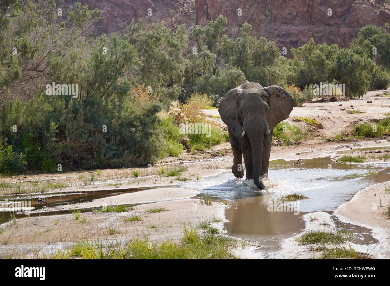 an african elephant walking in tthe Namibian desert Stock Photo - Alamy