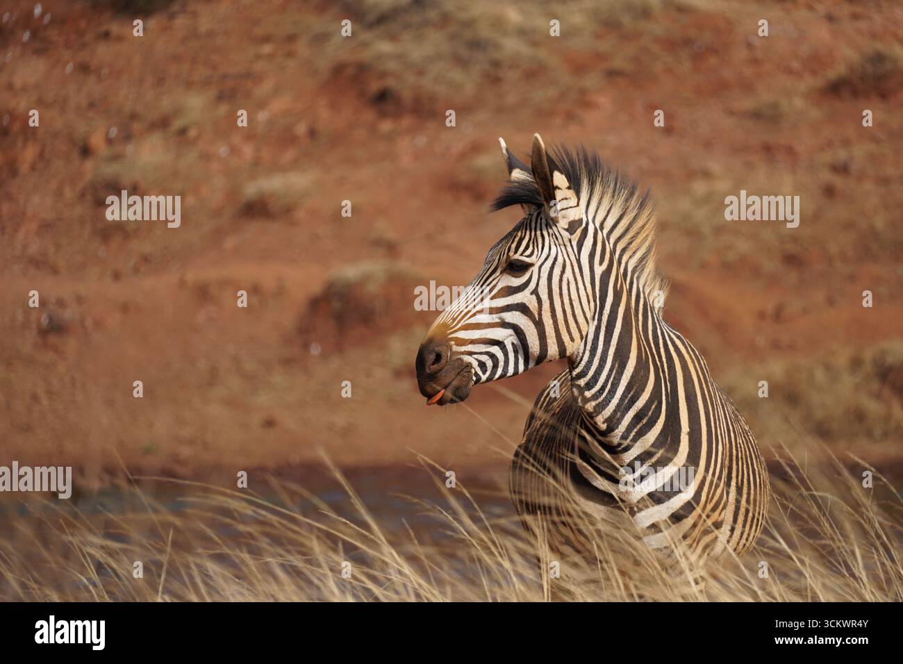 Zebra sticking tongue out hi-res stock photography and images - Alamy