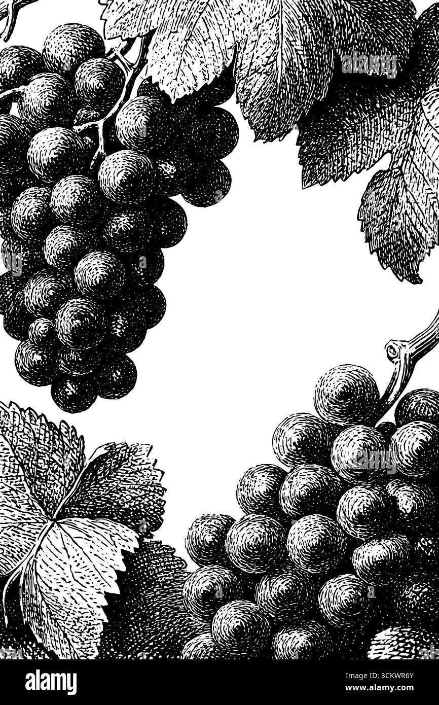 Vintage grapes engraving frame for menu design and decorative use Stock ...