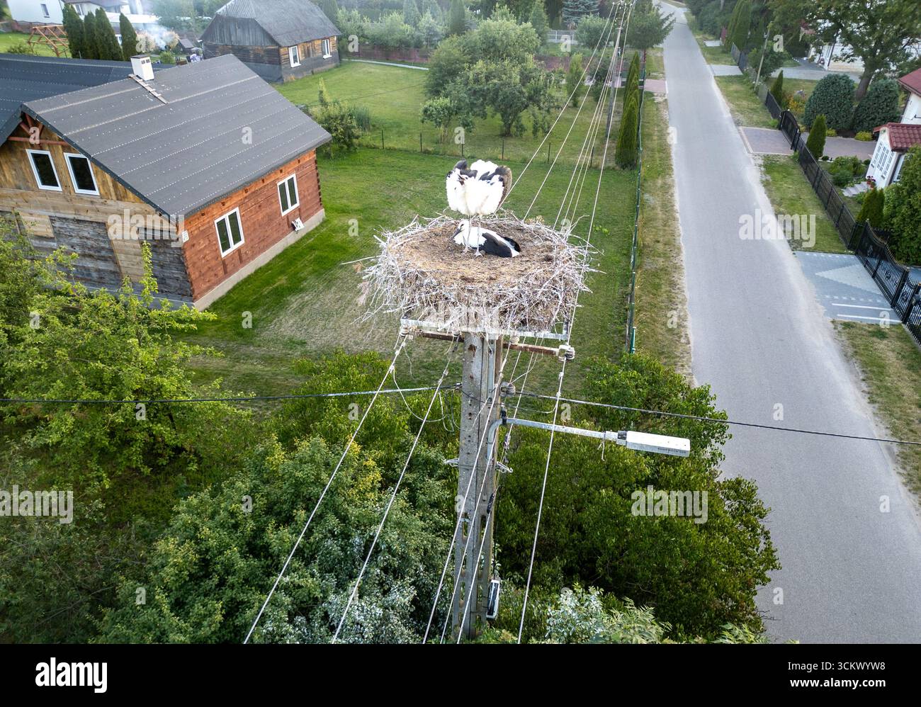 Jaczew, Poland - July 5, 2025: Young storks in a nest on a electricity ...