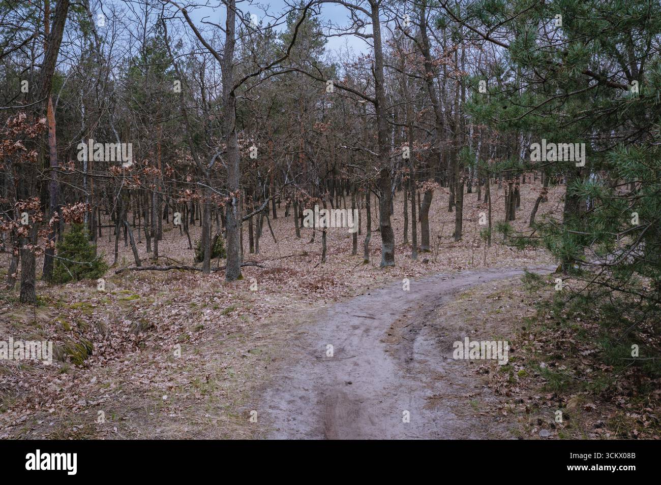 Forest path in Bialoleka Dworska Forest in Bialoleka district in Warsaw ...