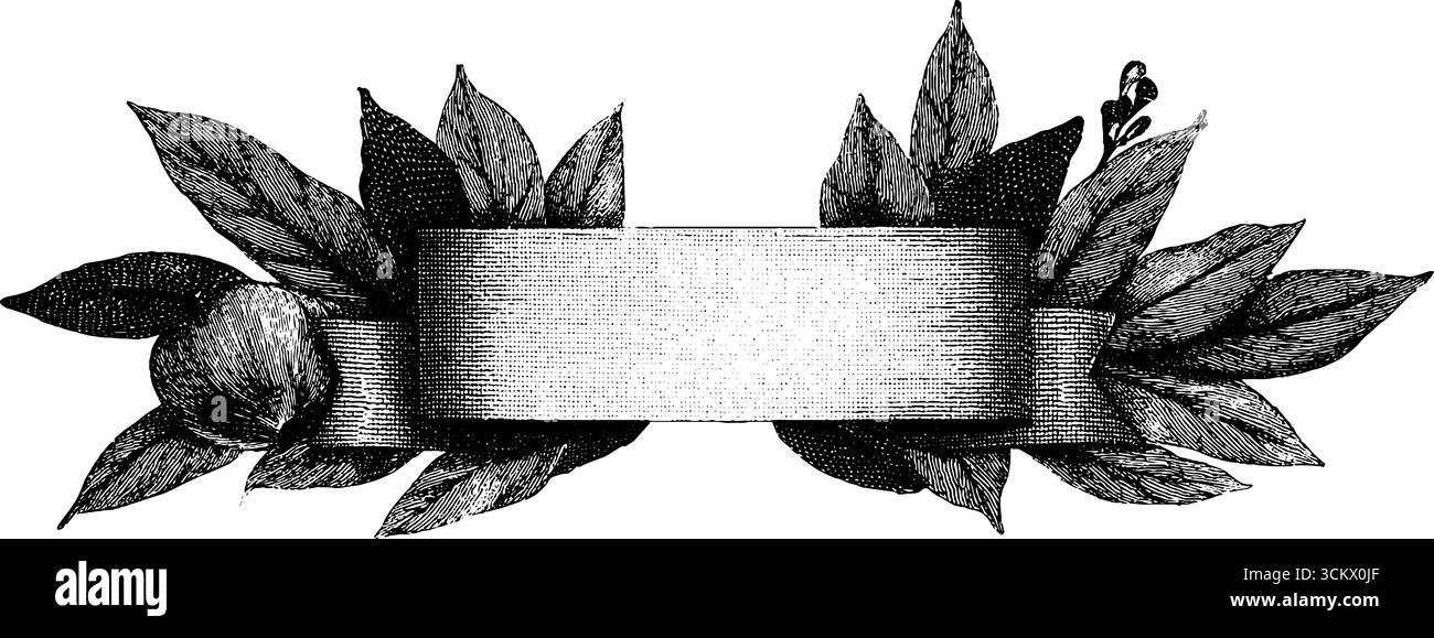 Vintage engraving style soap packaging border with ornamental leaves ...