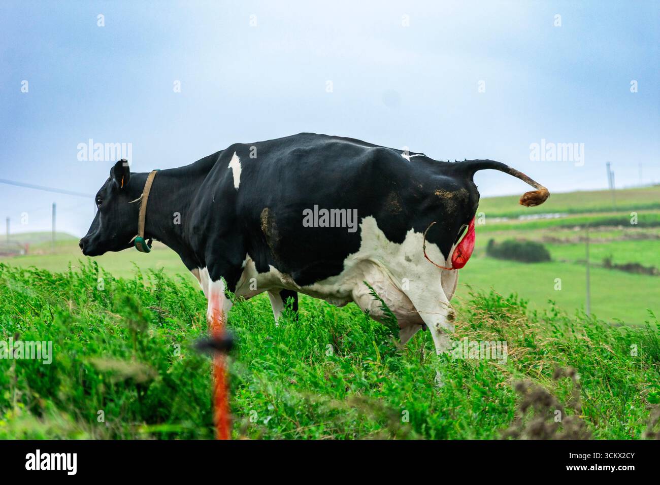 Holstein friesian cow visible hi-res stock photography and images - Alamy