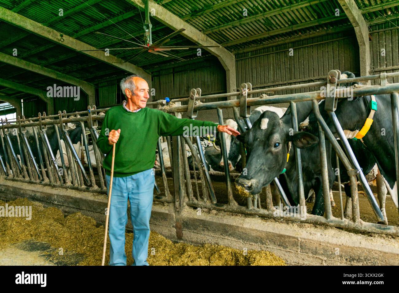 Elderly farmer gently stroking a cow in a barn, showcasing traditional ...