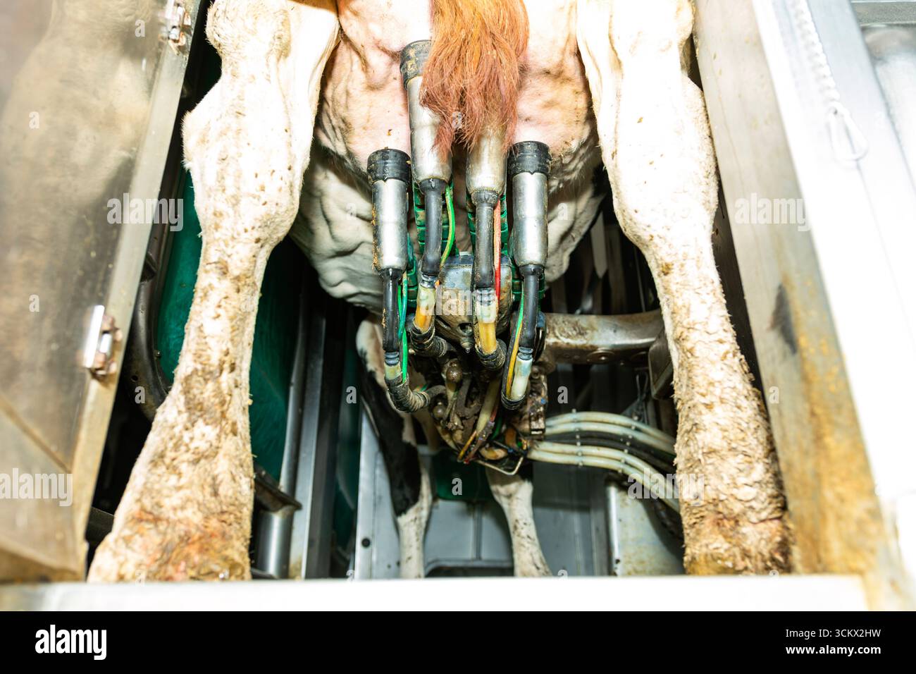 Cow's udder being milked by robotic equipment in modern milking parlor ...