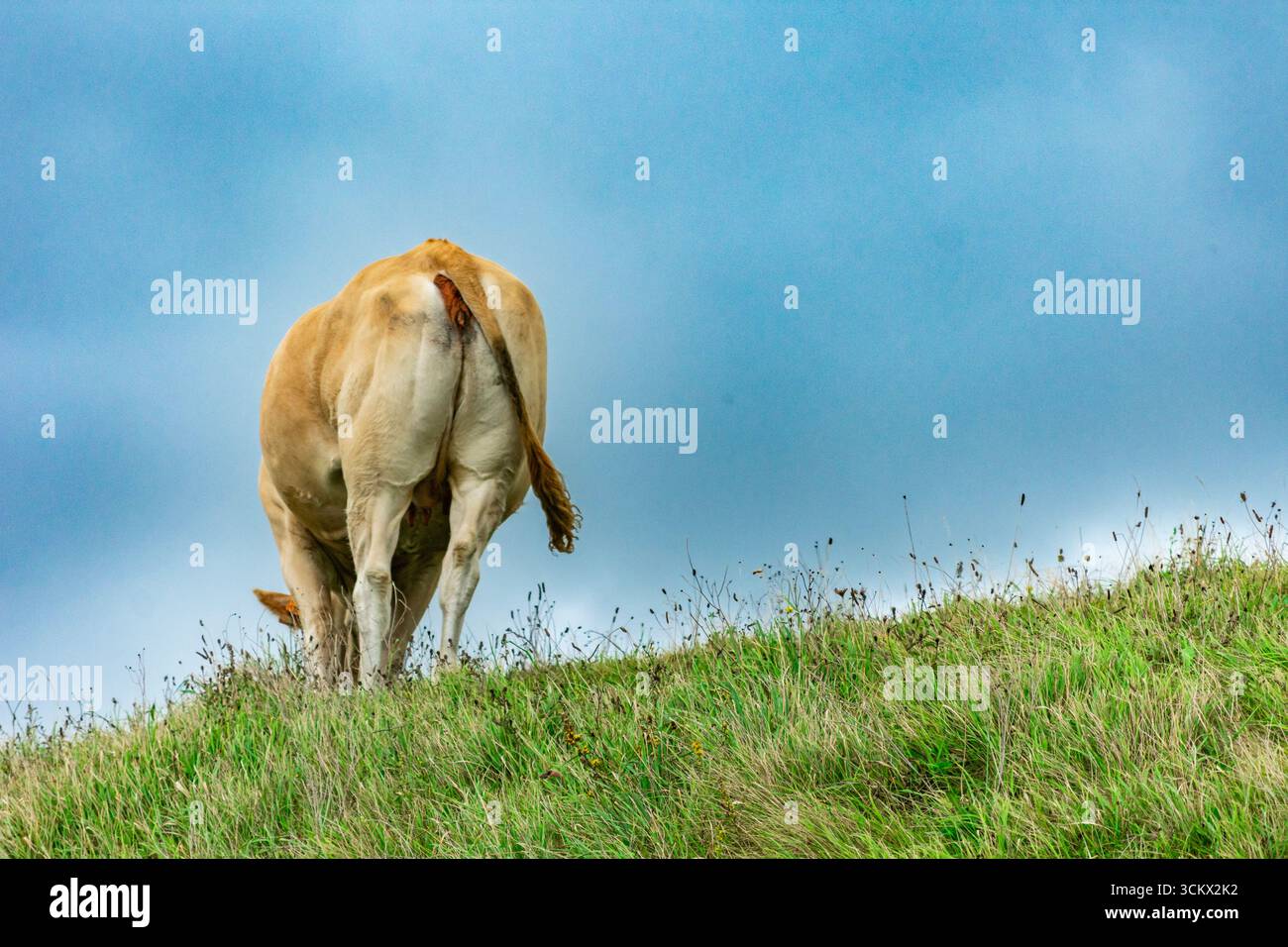 Light brown cow grazing peacefully on a grassy hilltop under a cloudy ...