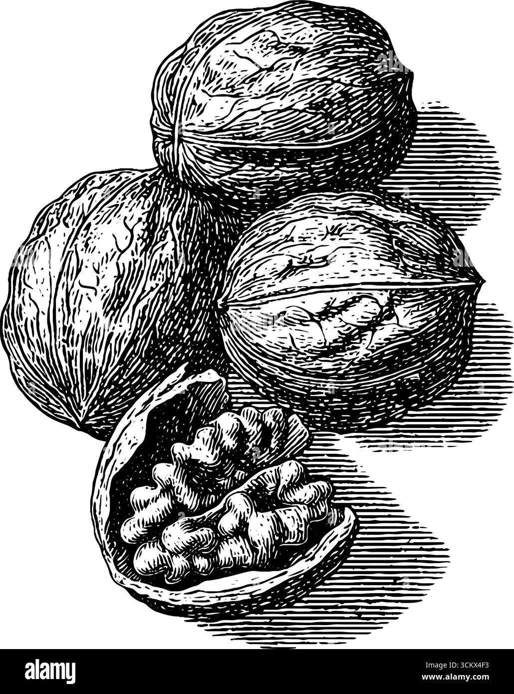 Vintage engraving style of cracked walnuts with classic aesthetic ...