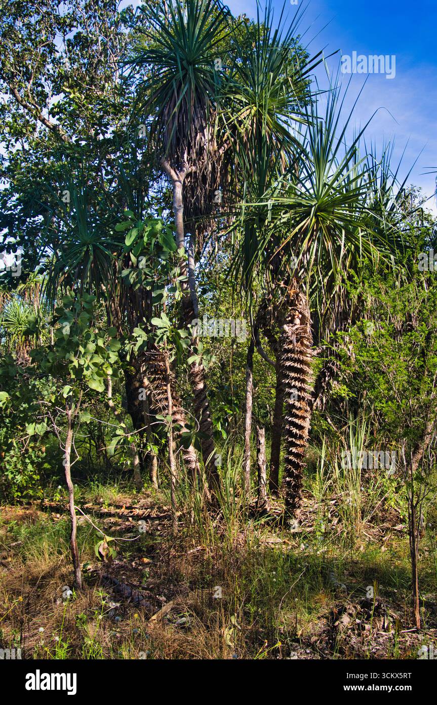 Pandanus spiralis (spring pandanus, screw palm or screw pine), native ...