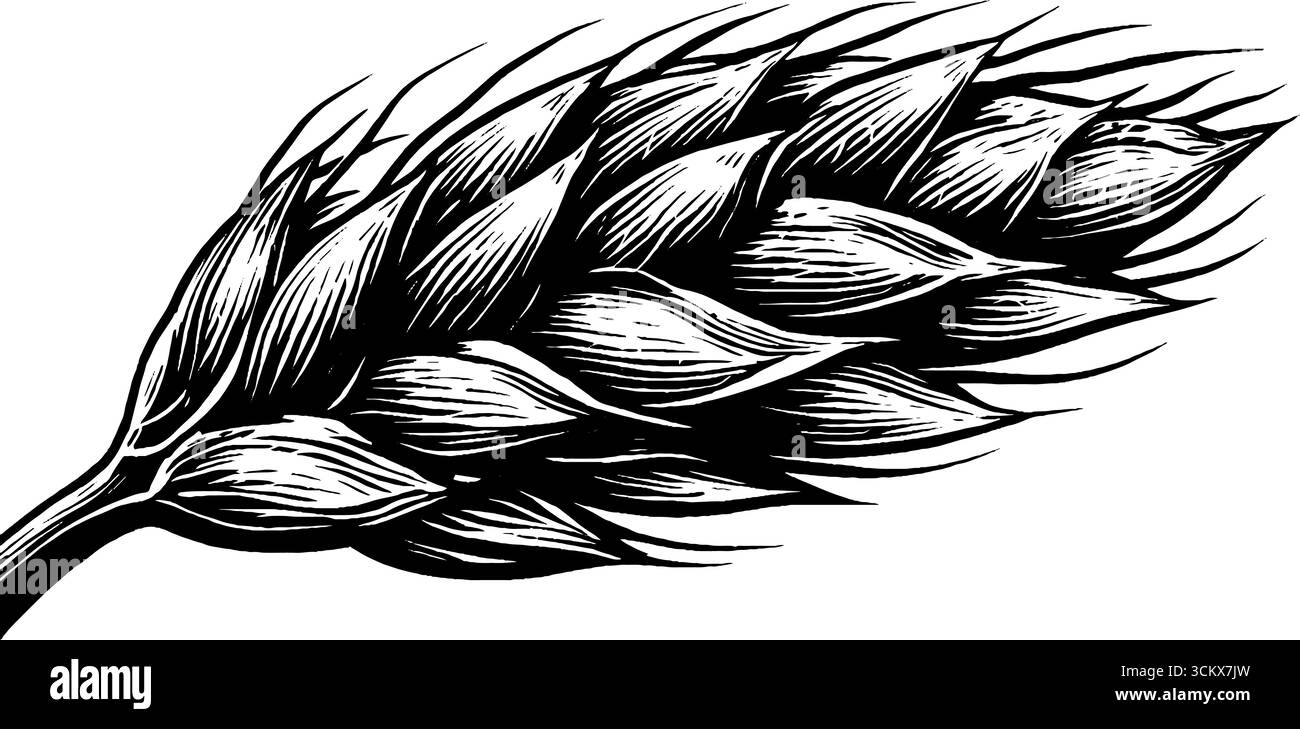 Barley grain cluster on stalk in black and white design for print and ...