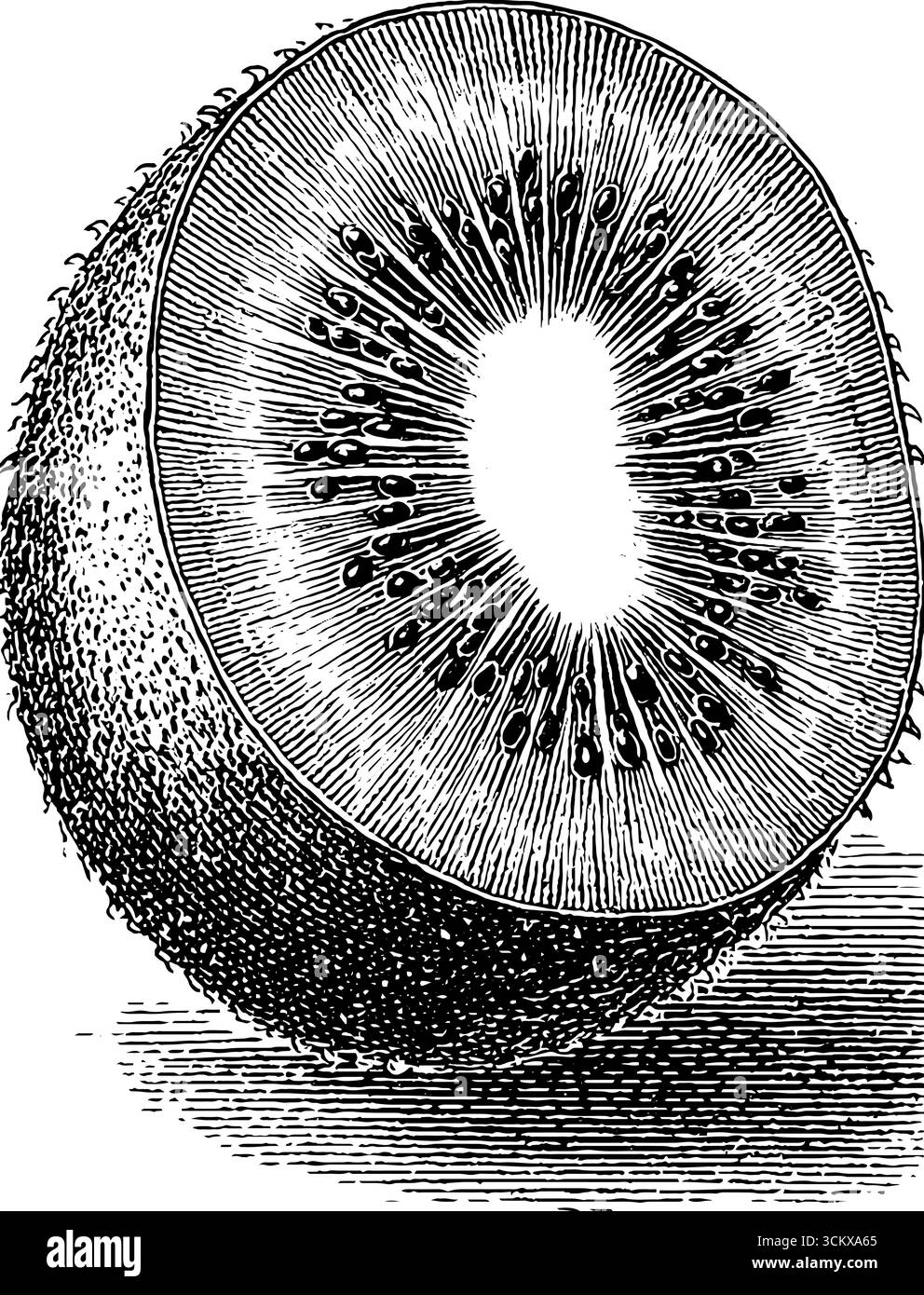 Vintage style engraving of sliced kiwi fruit for artistic design ...