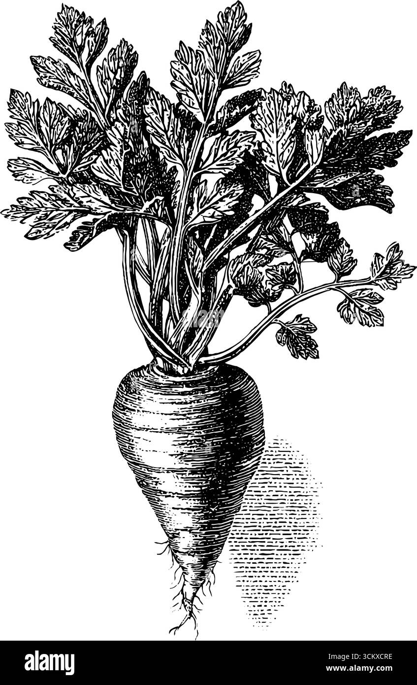 Intricate leafy designs Cut Out Stock Images & Pictures - Alamy