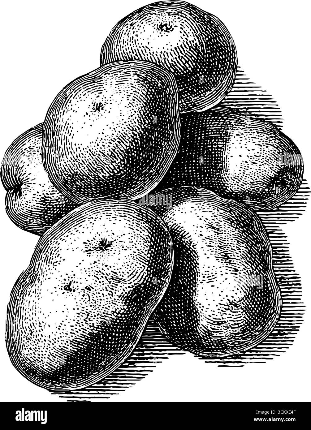 Vintage engraving style sack of potatoes illustration for artwork and ...