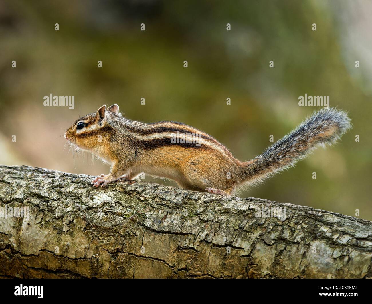 Siberian chipmunk (Eutamias sibiricus) moving on a tree branch in Buc ...