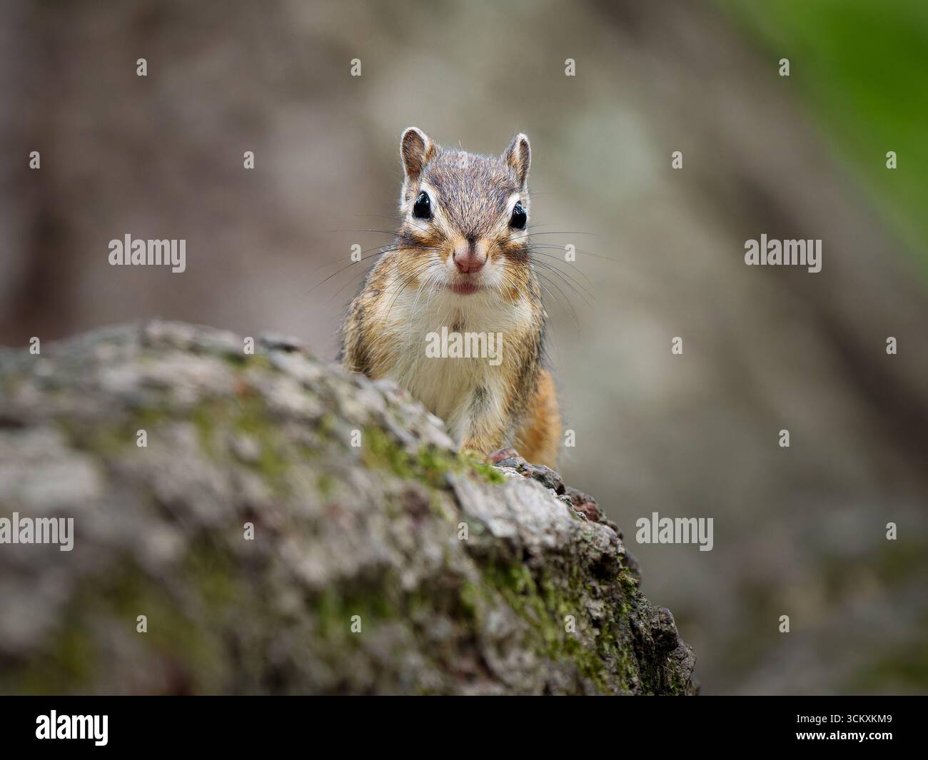 Siberian chipmunk (Eutamias sibiricus) moving on a tree branch in Buc ...