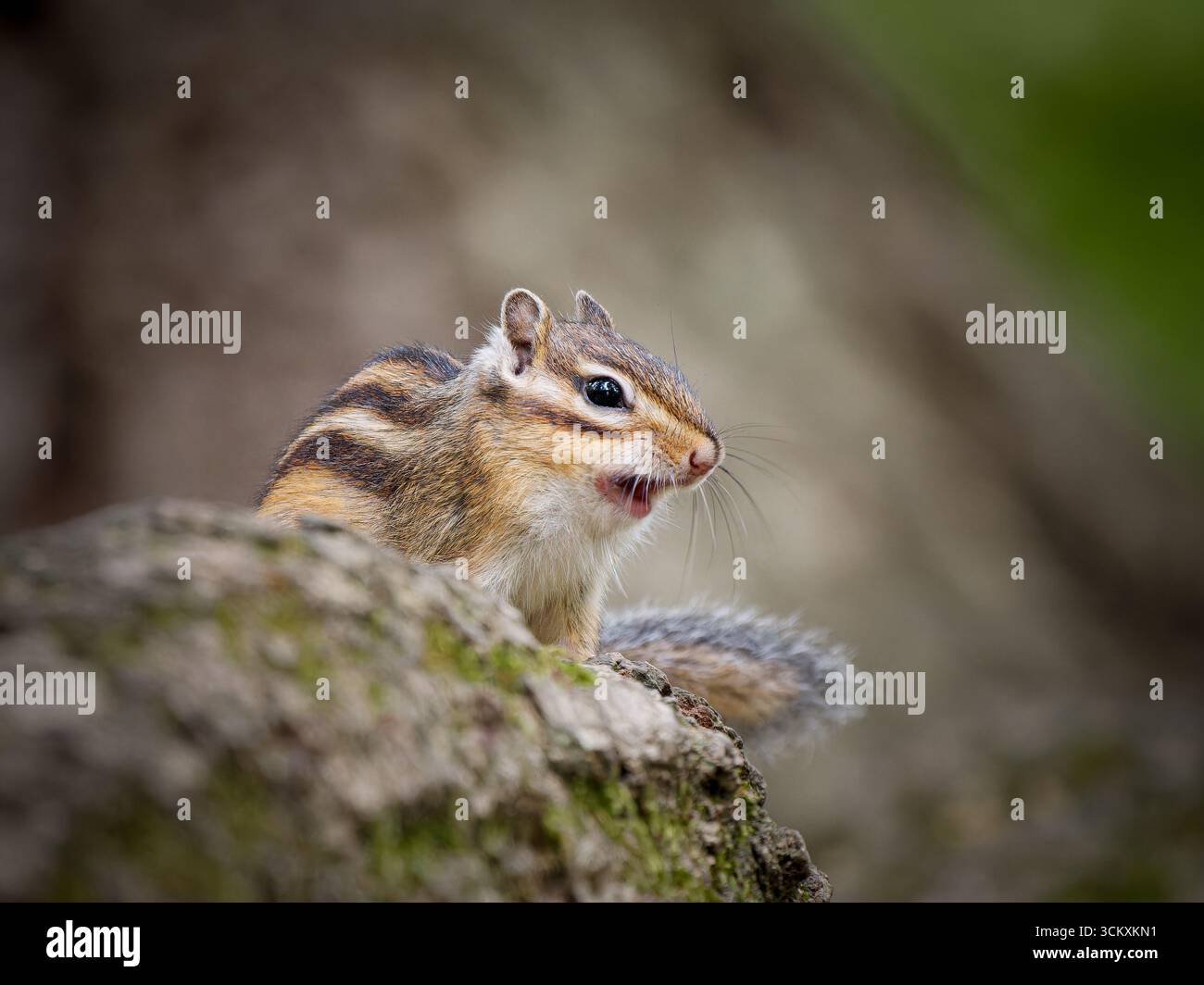Siberian chipmunk (Eutamias sibiricus) moving on a tree branch in Buc ...