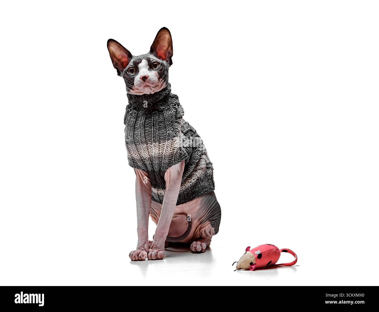 Elegant luxury scene Cut Out Stock Images & Pictures - Alamy