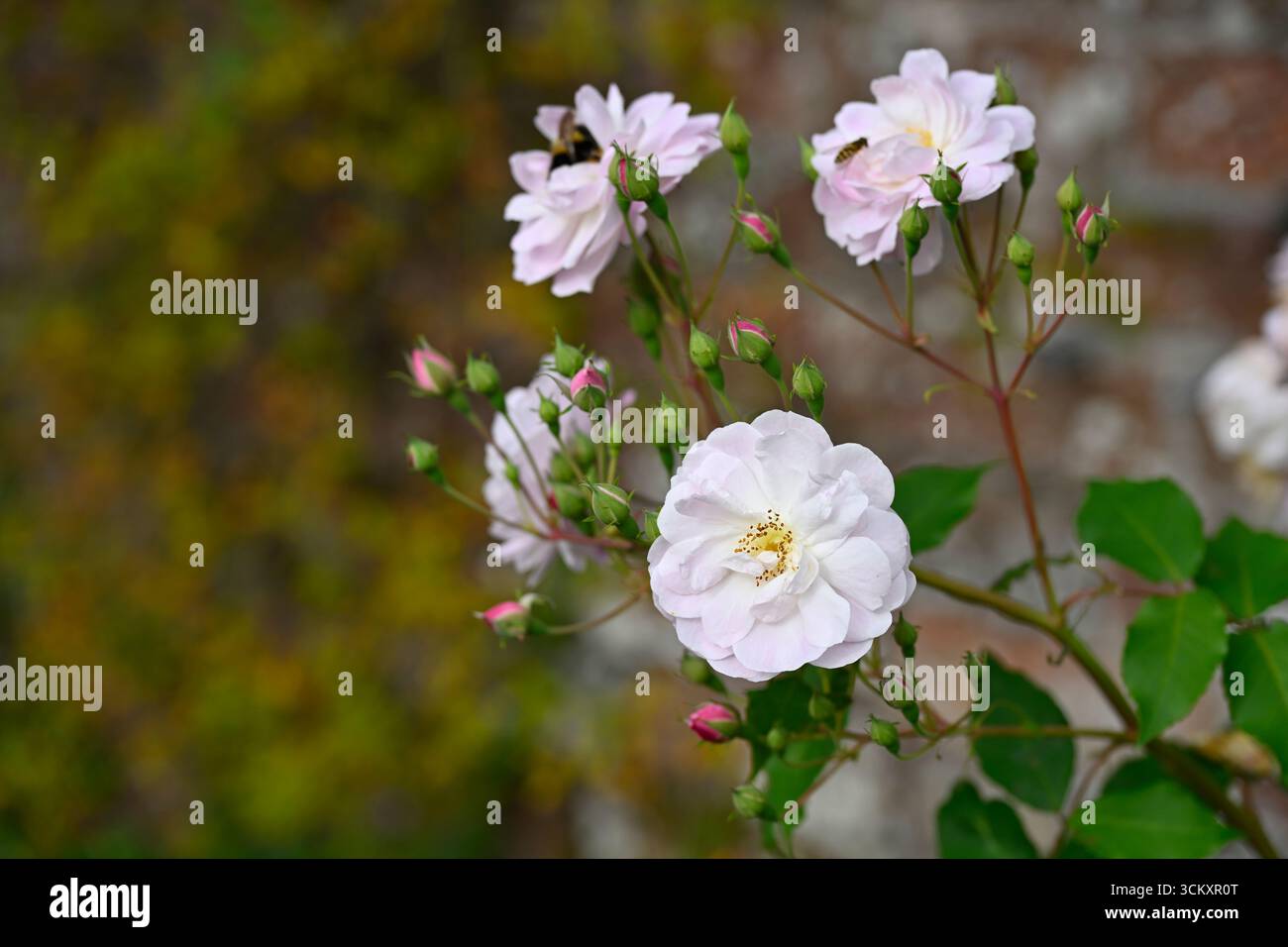 Delicate pale pink cluster of summer semi double rose flowers of ...