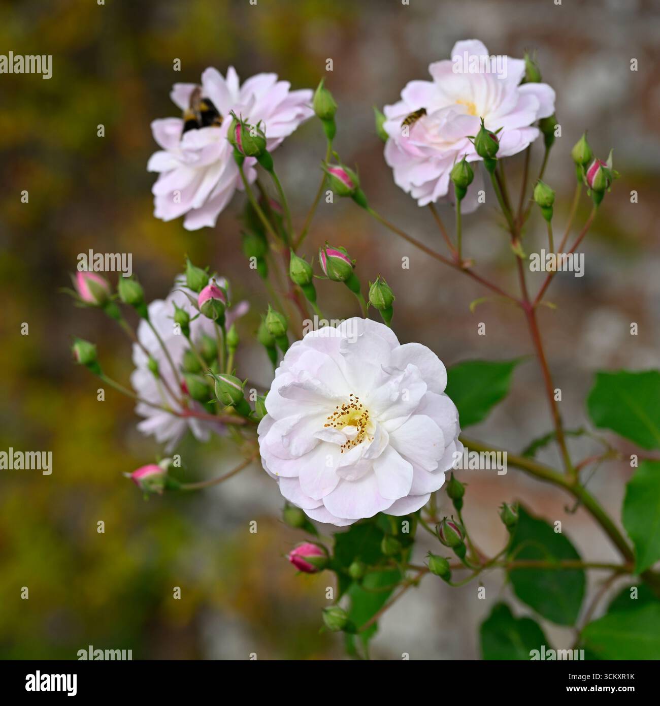 Delicate pale pink cluster of summer semi double rose flowers of ...